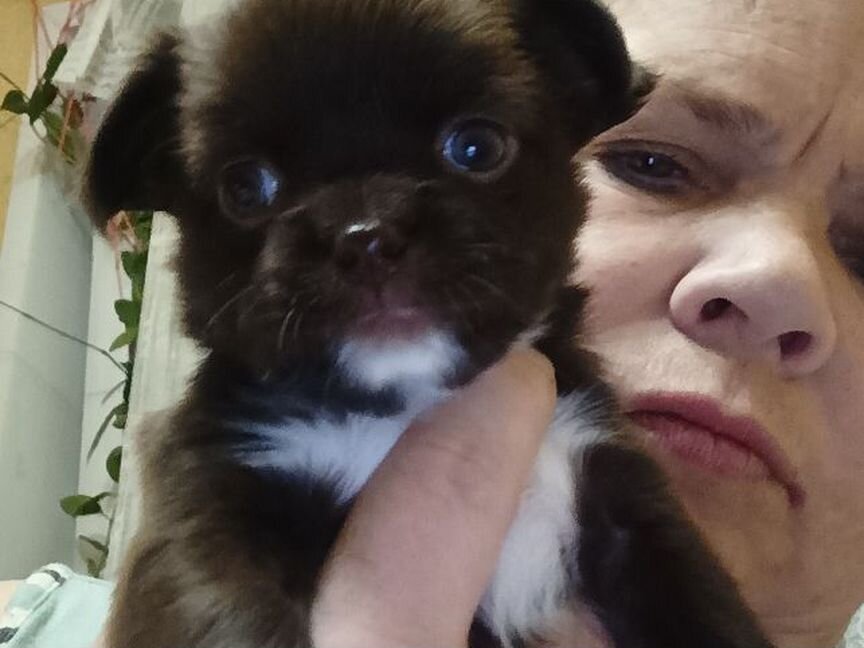 Щенок Чихуахуа