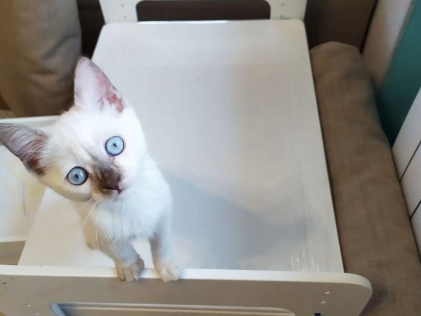 Отдам котёнка