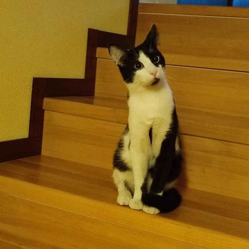 Котик в добрые руки