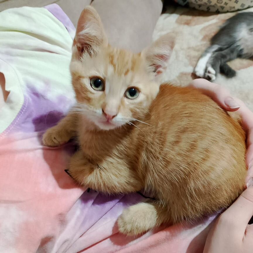 Котик мальчик в добрые руки