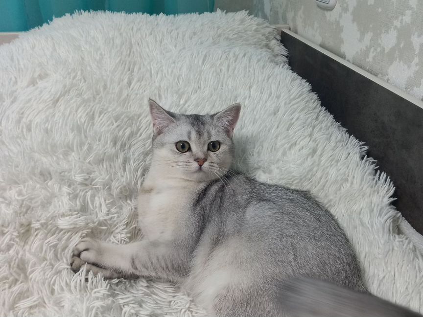 Шотландская серебристая шиншилла