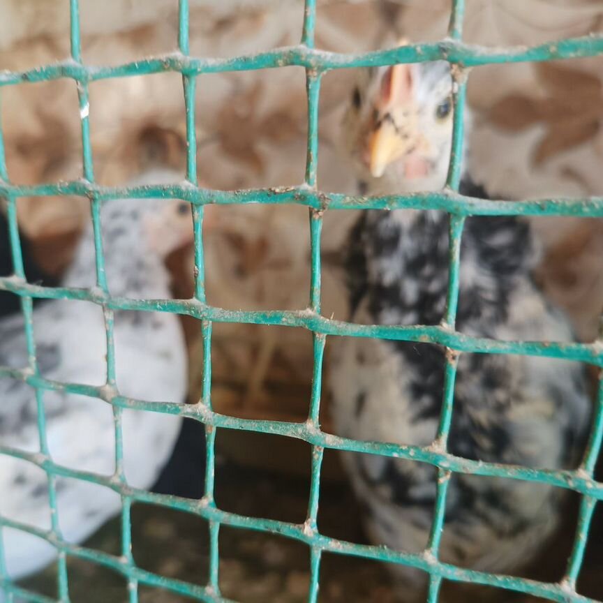 Австролорп черно пестрый