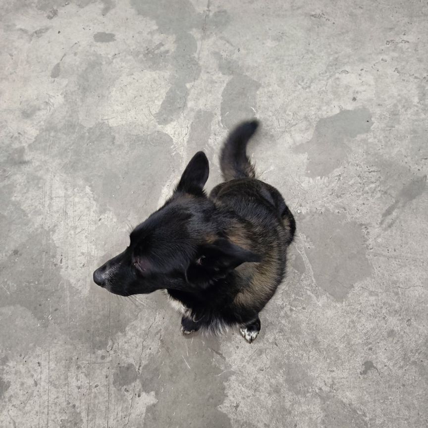 Пес в добрые руки