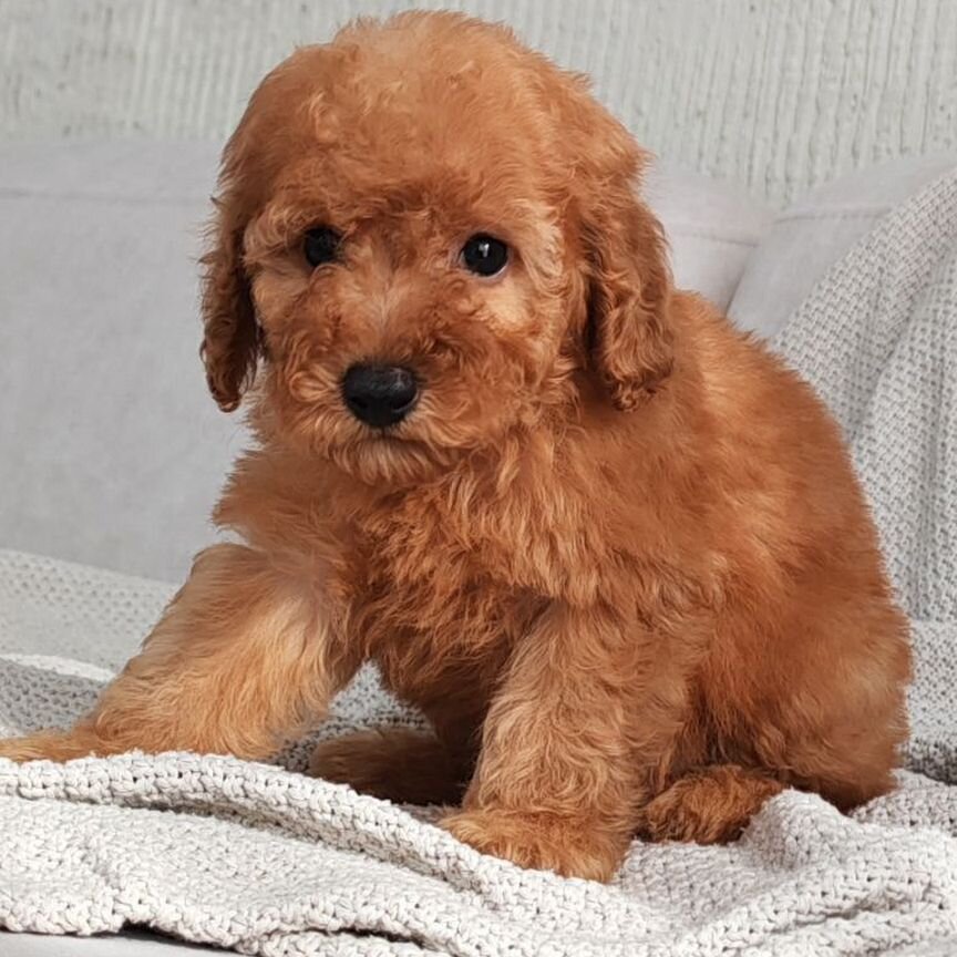 Той-пудель, щенок