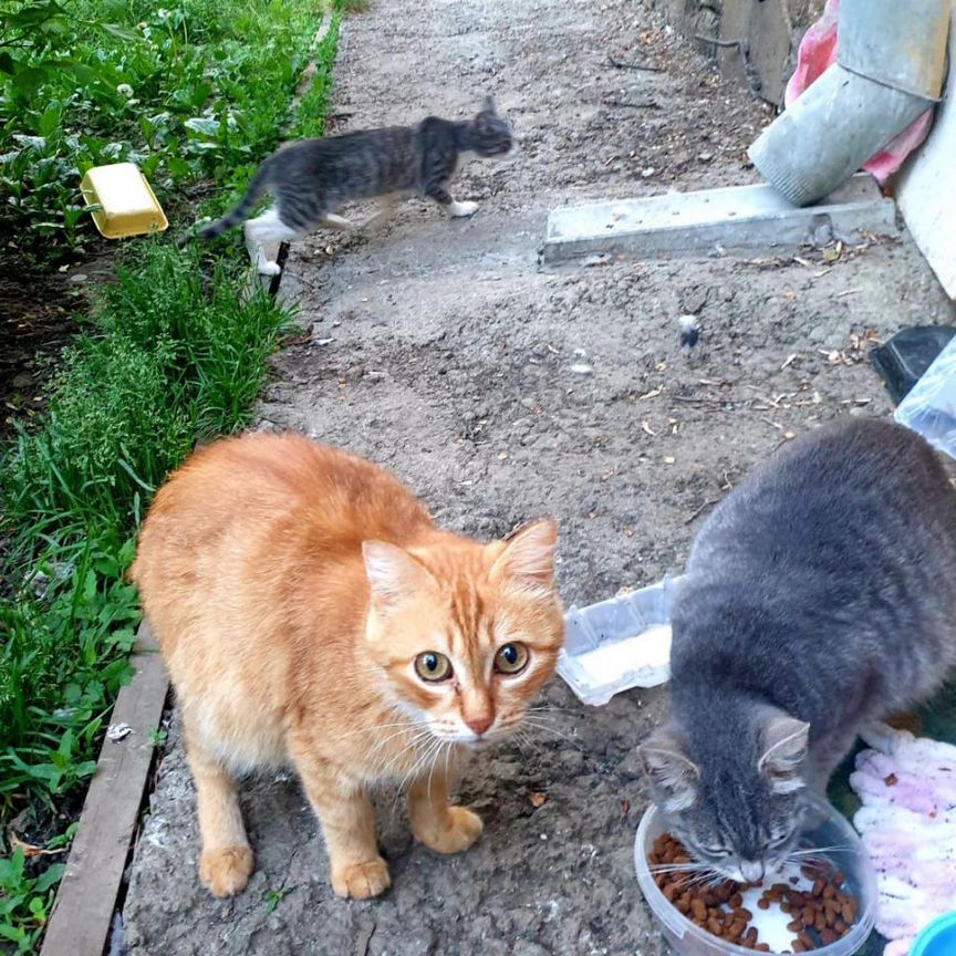 Котики выживают в невыносимых условиях