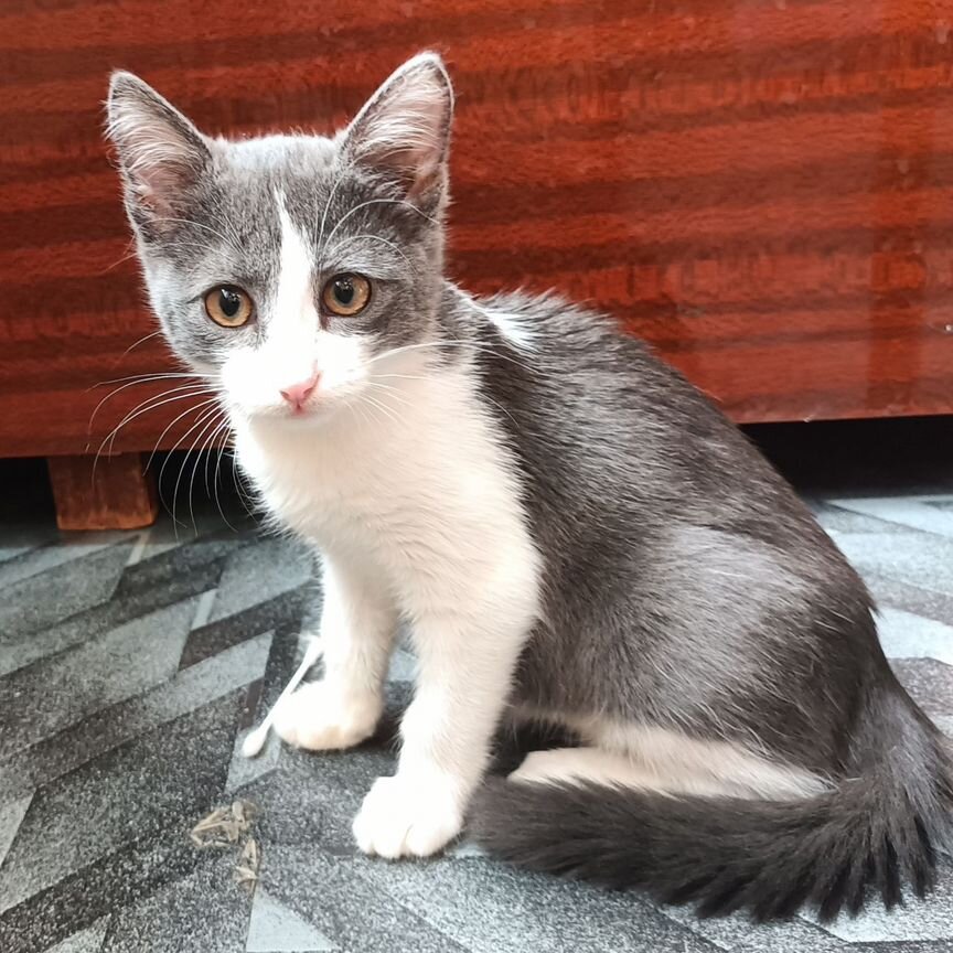 Маленькая кошечка