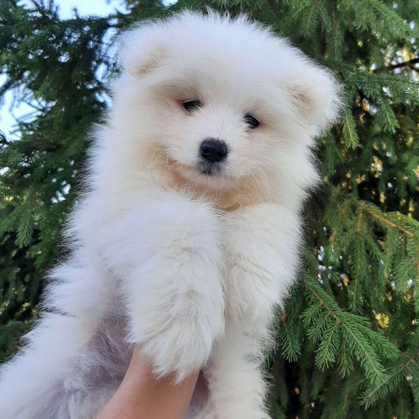 Щенок самоед