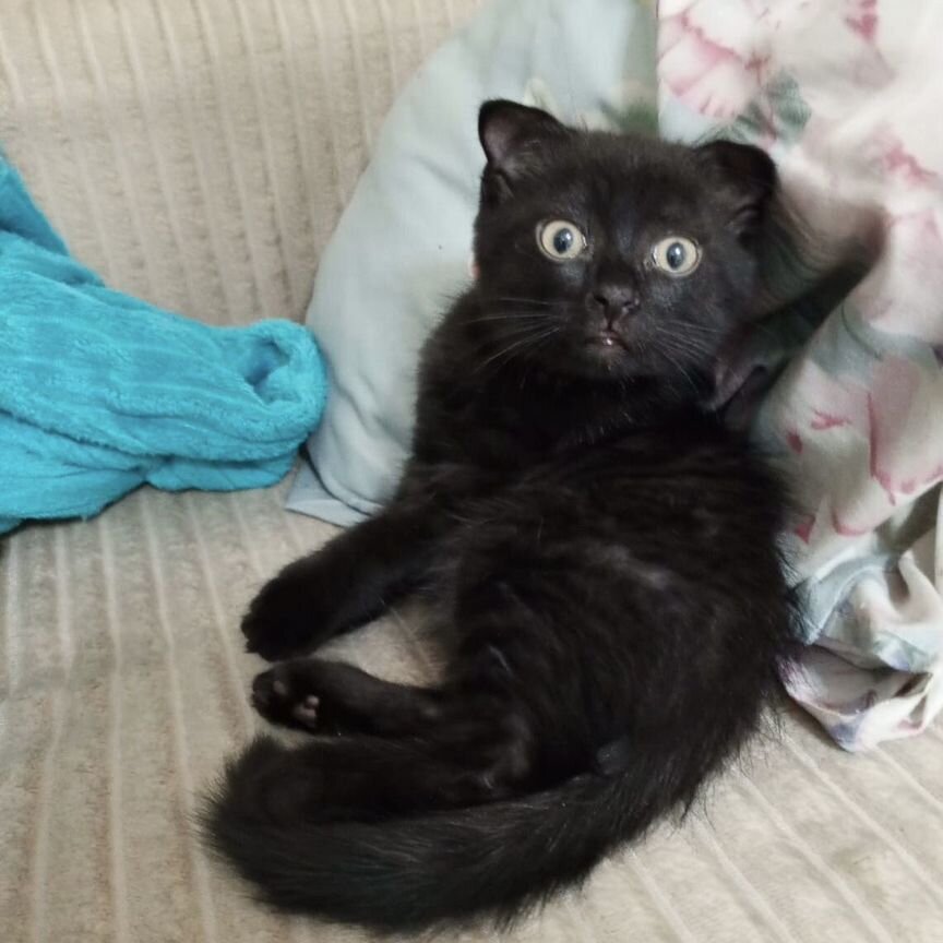 Черный котенок мальчик в добрые руки