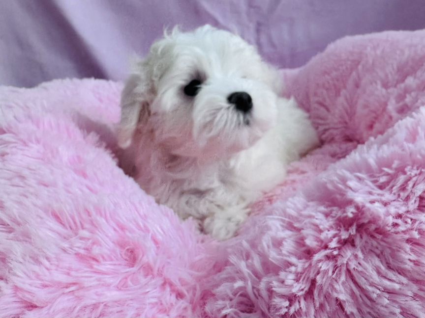 Щенки мальтезе