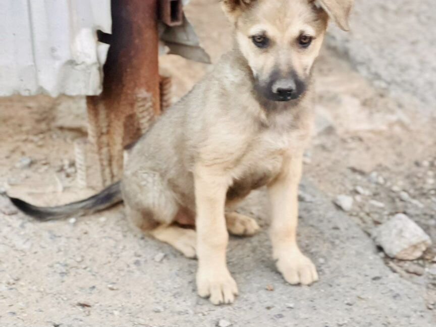 В добрые руки солнышко