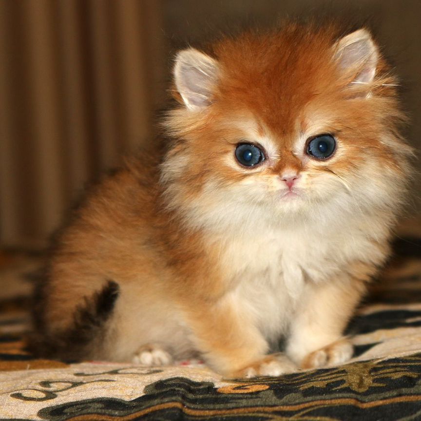 Котятки золотые британские длинношёрстные шиншилы