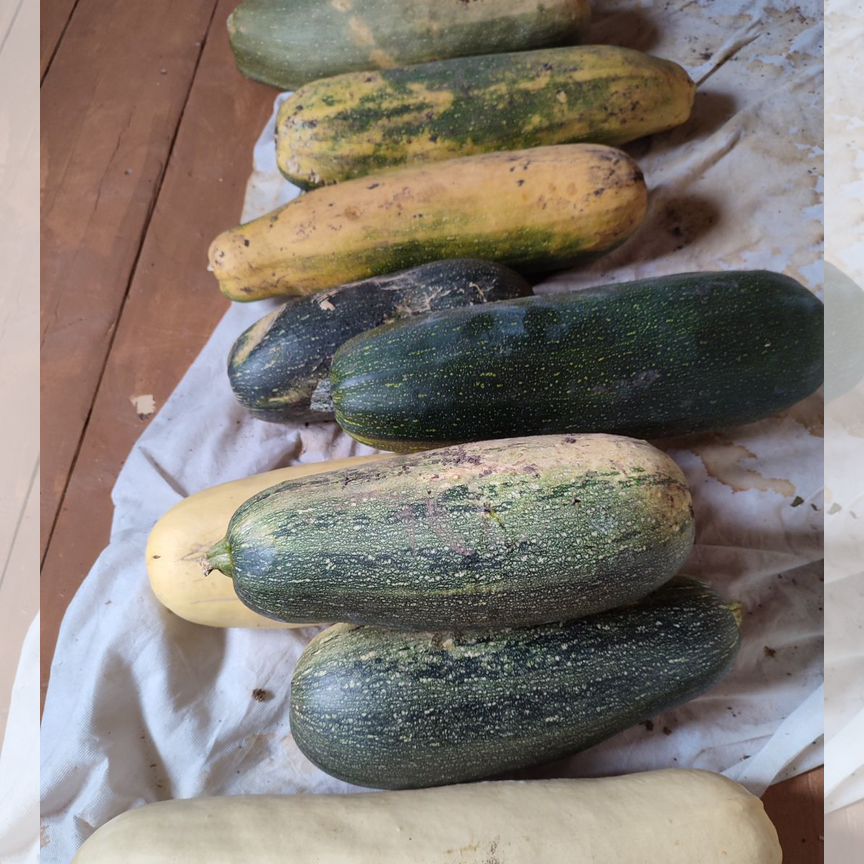 Кабачки на корм животным