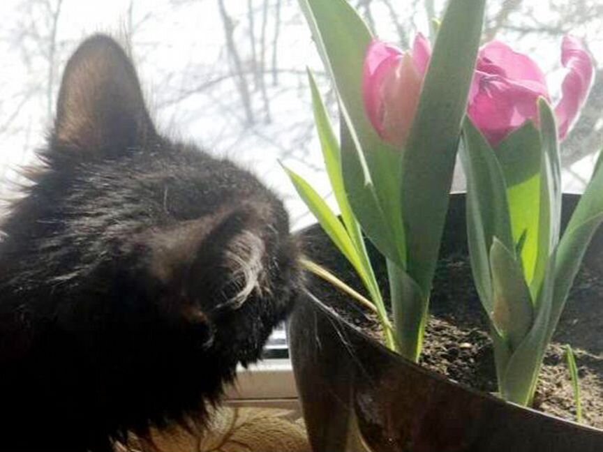 Ждет весну и дом чёрный кот-лис