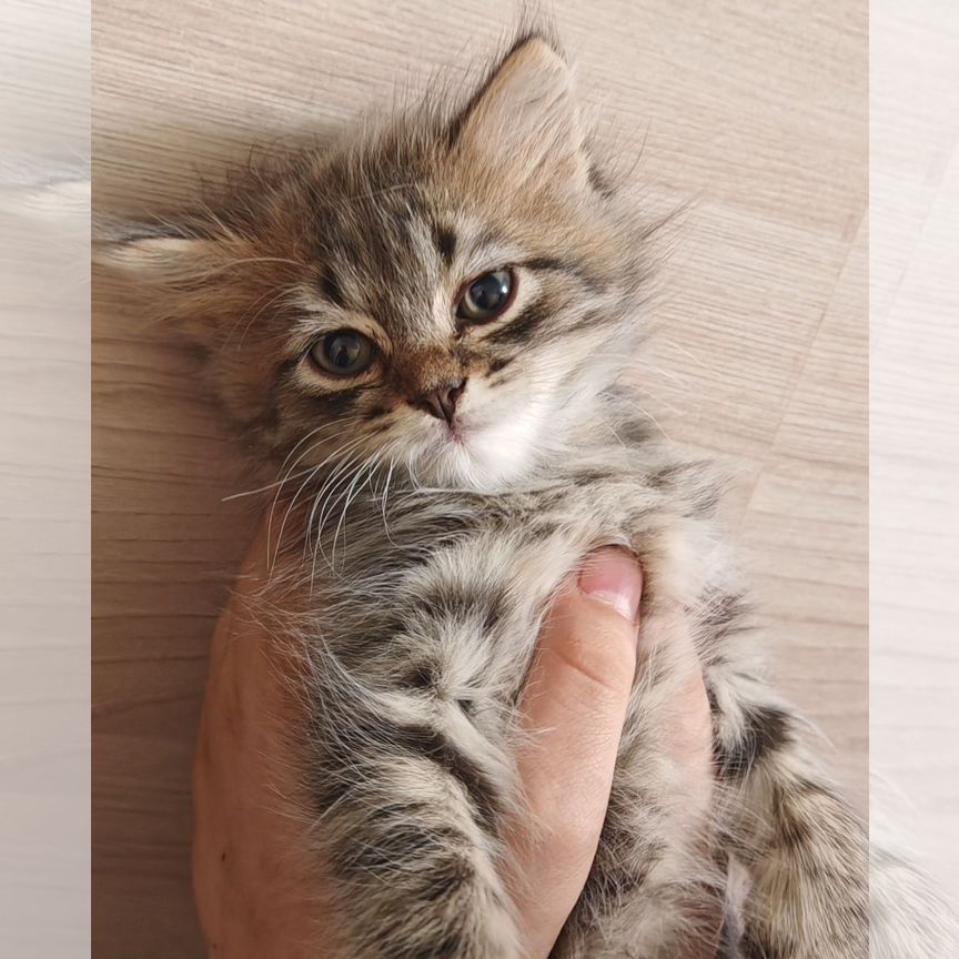 Мейн-кун котёнок