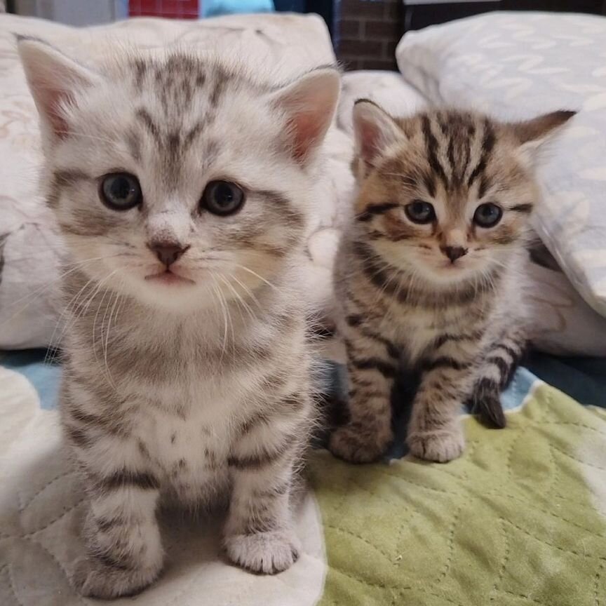 Шотландская