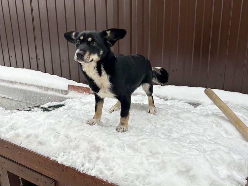 Собака маленькой породы