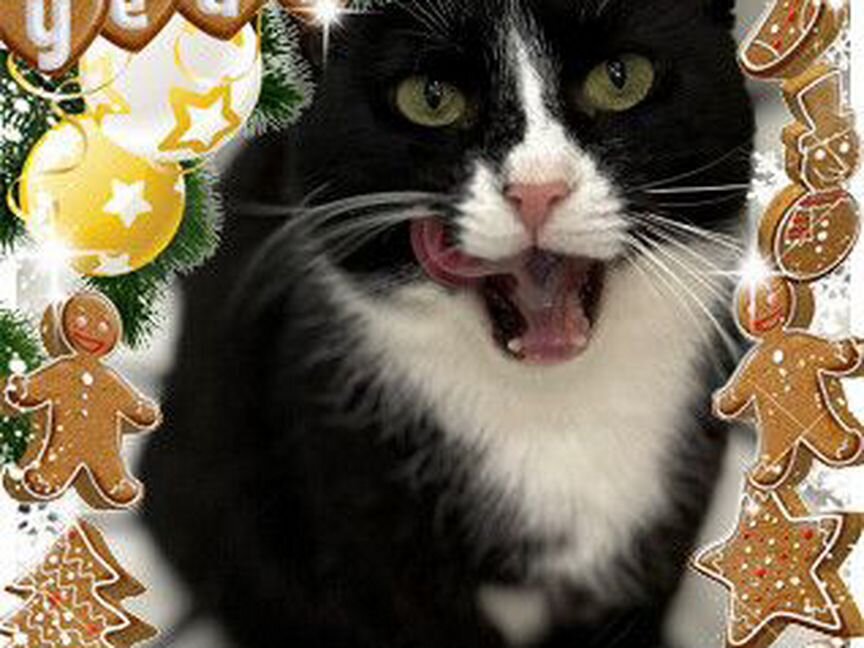 Ласковая черно белая красавица в поисках дома