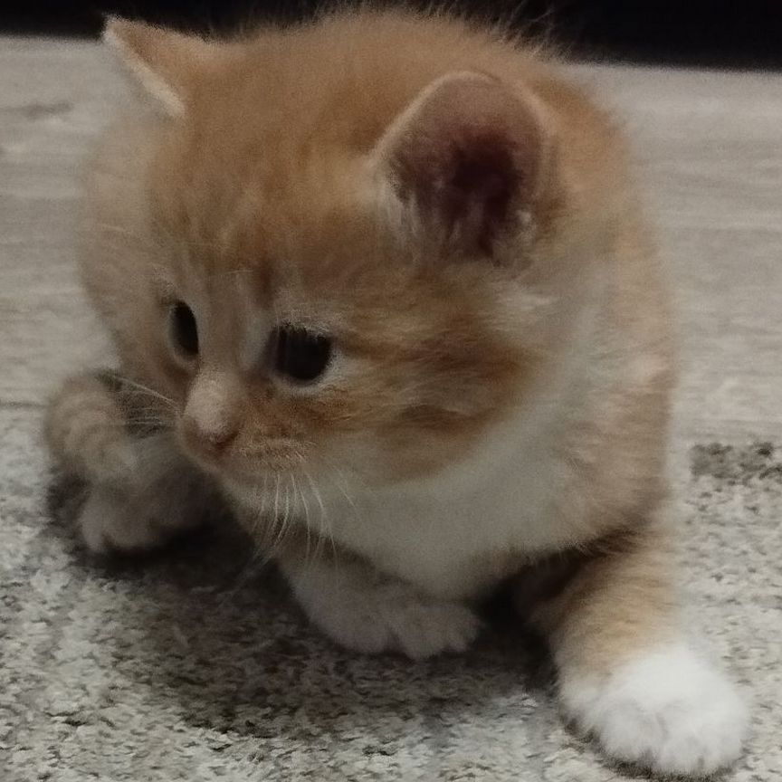 Котята в добрые руки.2 мальчика и 2 девочки