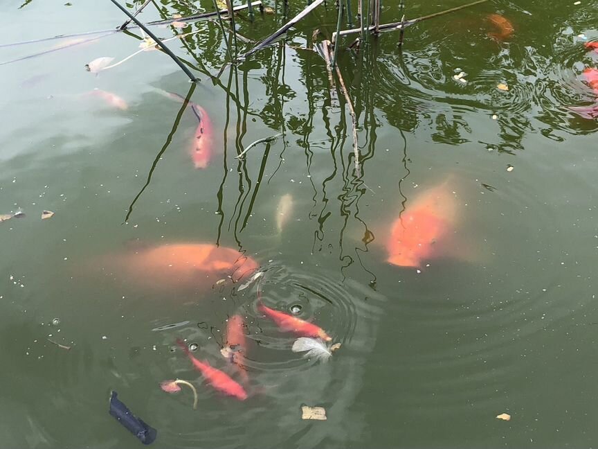 Рыба комета и волехвосты (золртые)