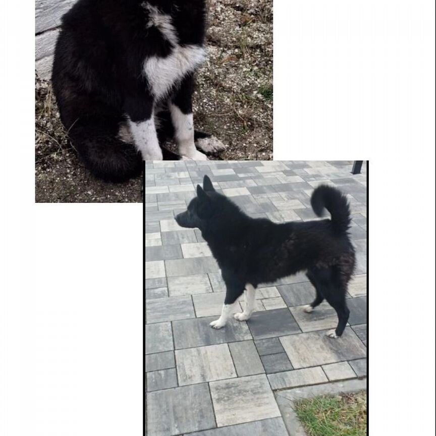 Отдаю собаку в добрые руки