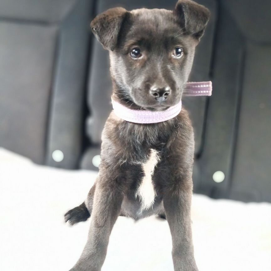 Милый щенок в добрые руки