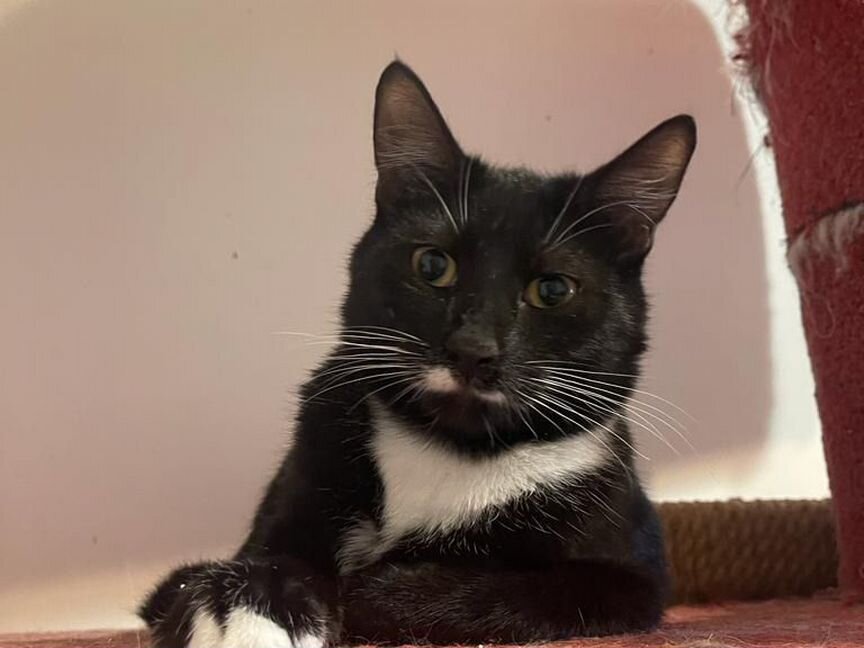 Котик Чарлик