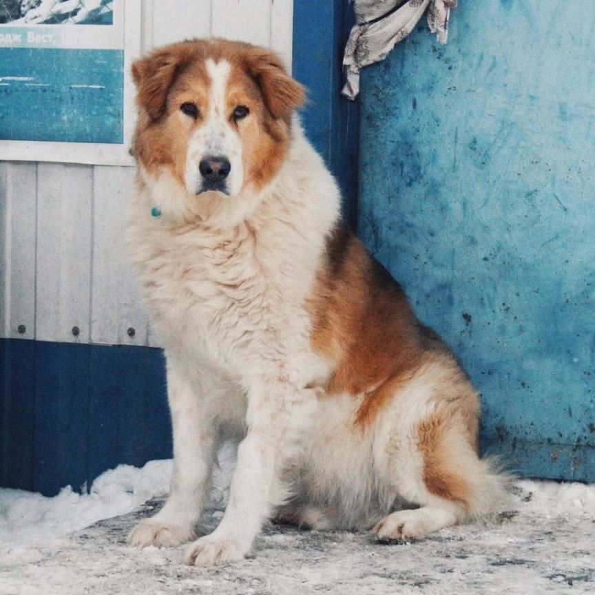 Само добрейшество пес Валли в добрые руки
