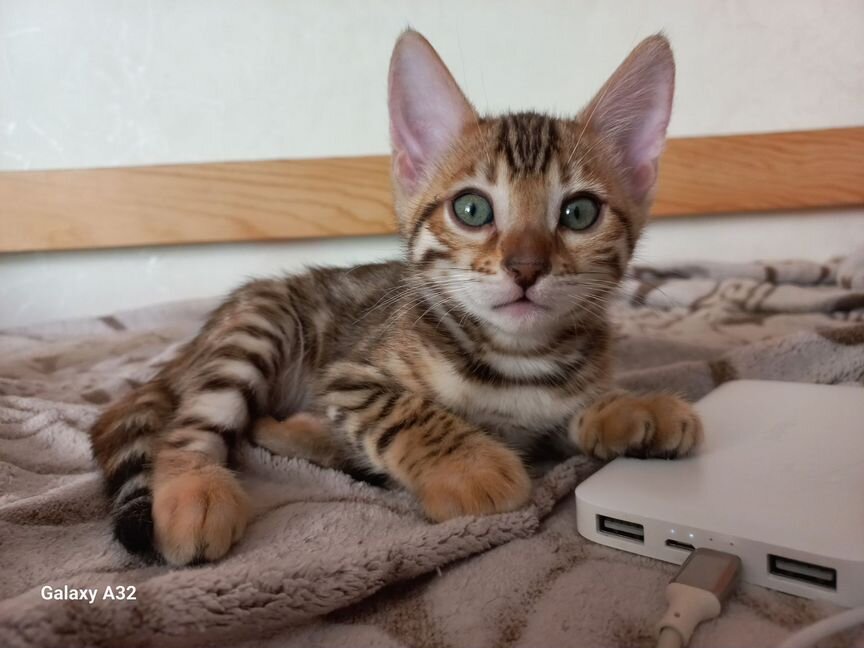 Красавцы - "Бенгалы"