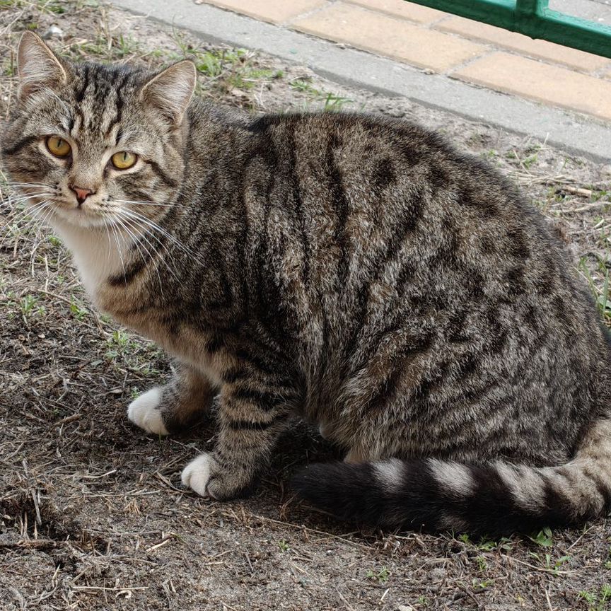 Шикарный кот ищет семью