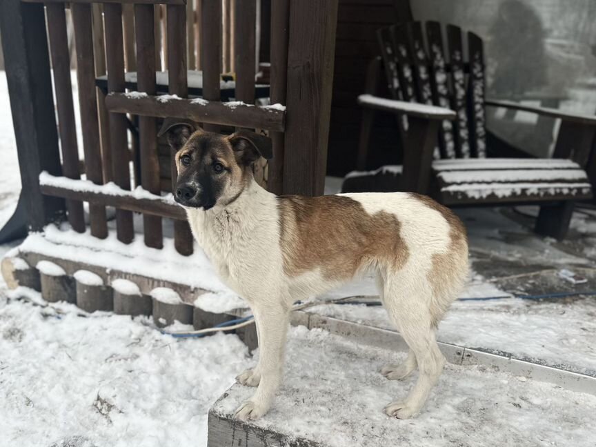 Бельгийская овчарка щенок в новый дом семью