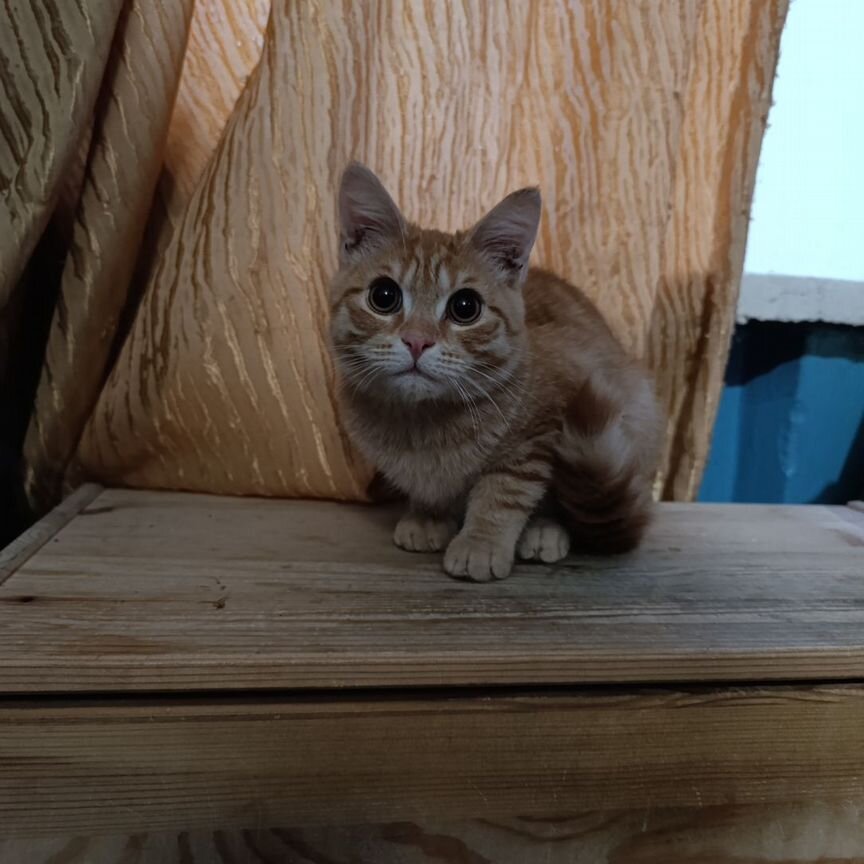 Рыжий котик