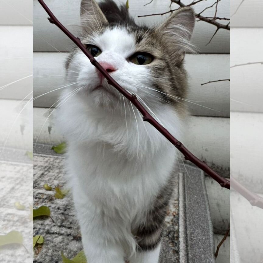 Взрослый кот в добрые руки