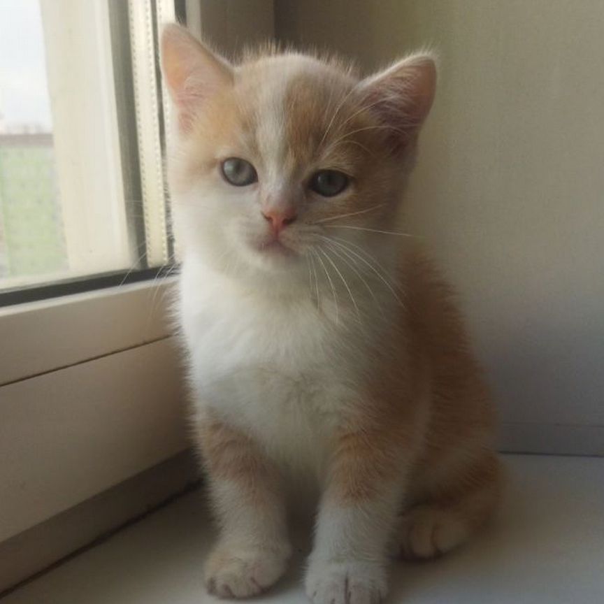 Котята шиншиляты