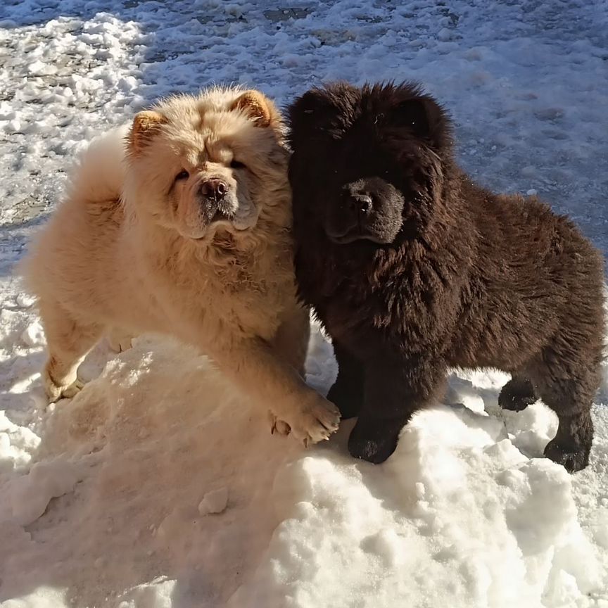 Чау-чау, щенок