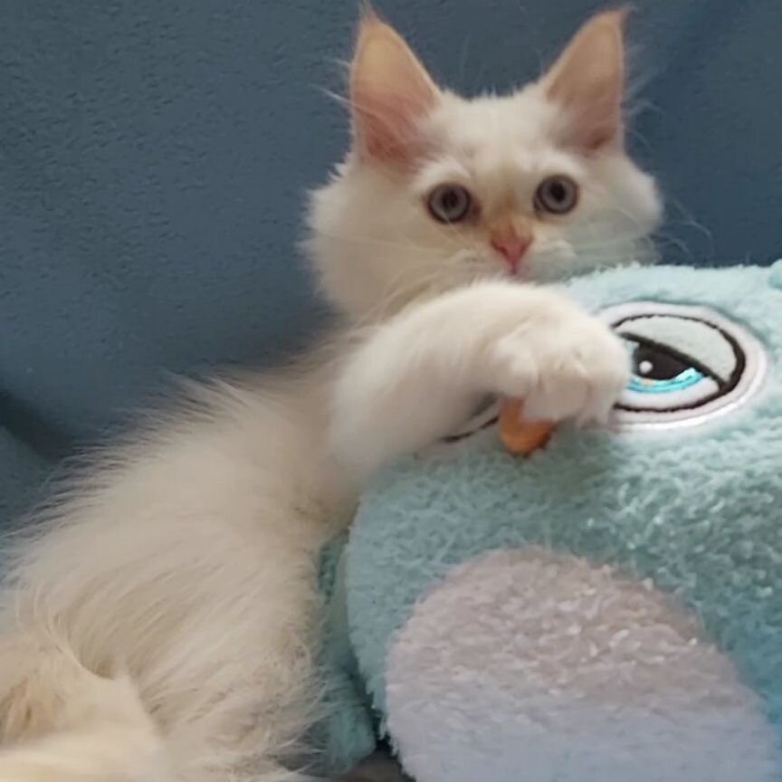 Милорд невачек