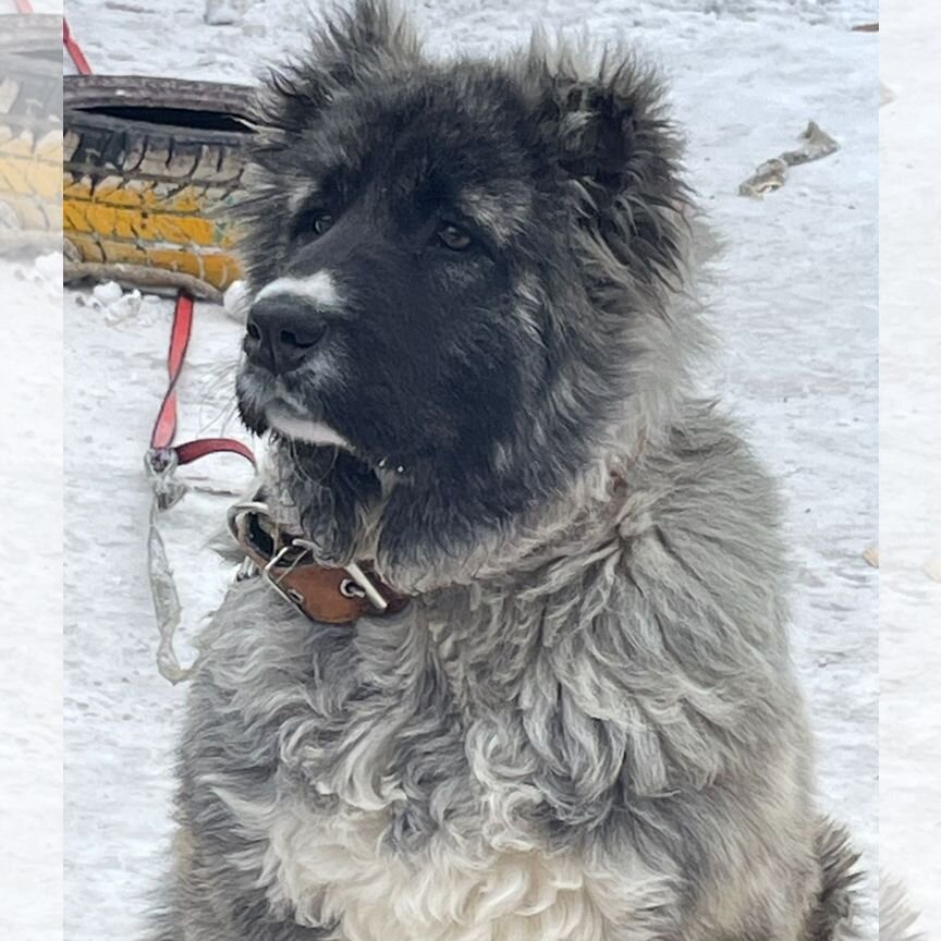 Кавказская овчарка, щенок