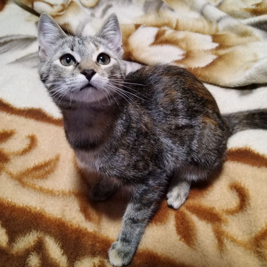 Котёнок в добрые руки