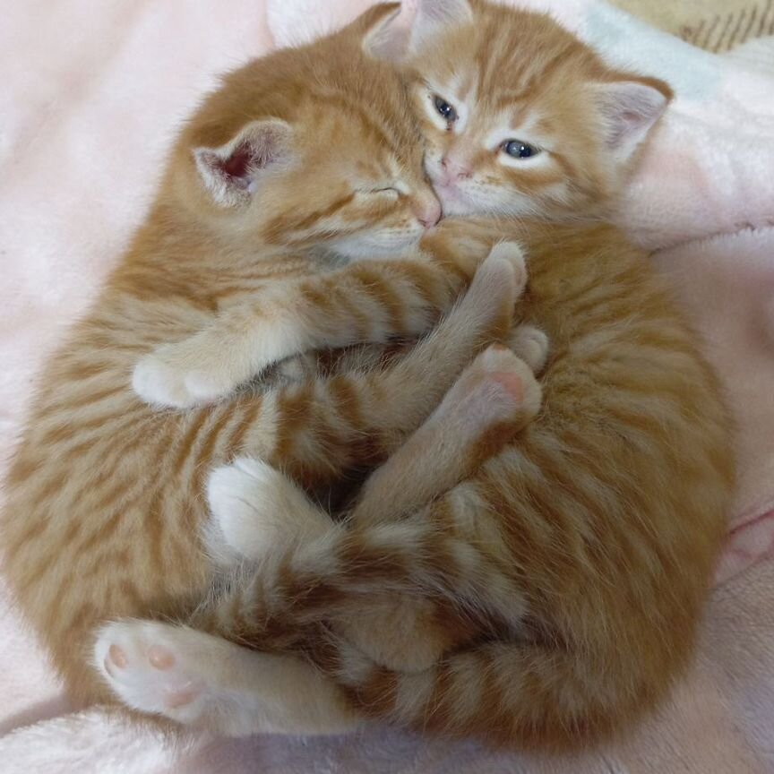 Котята рыжие