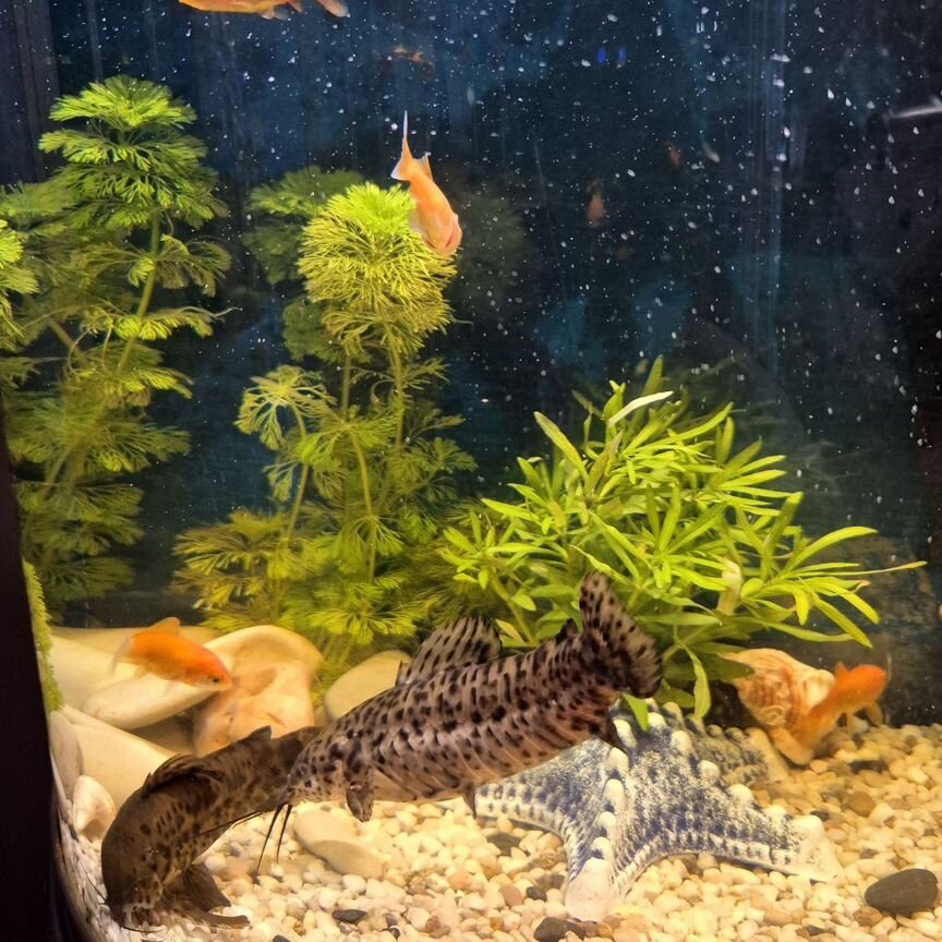 Тараканум сом