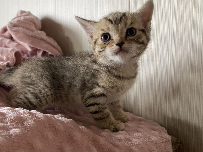 Кот породистый
