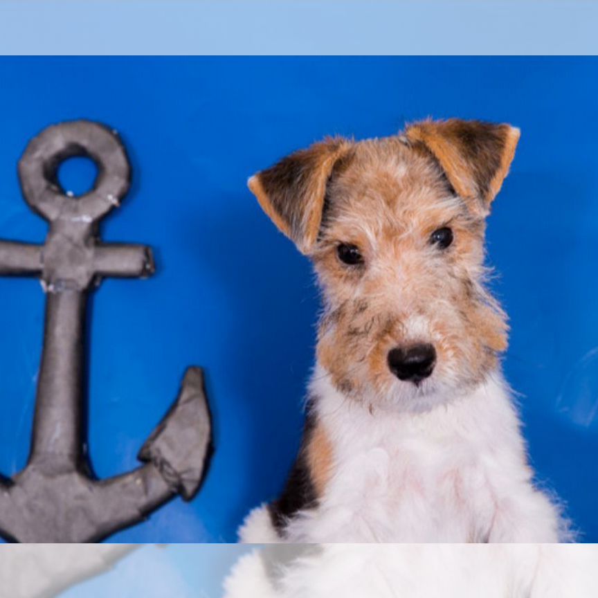 Фокстерьер, щенок