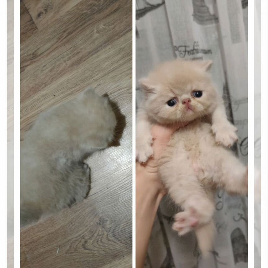 Экзотические котята