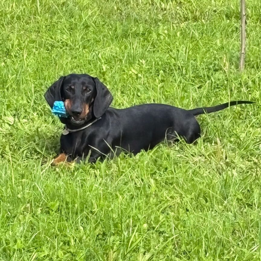 Такса, взрослая собака