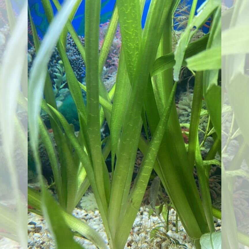 Валлиснерия Гигантская