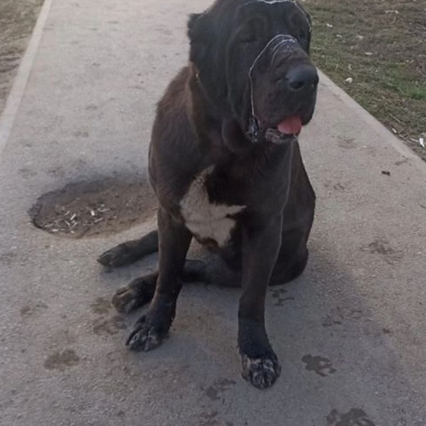 Кане Корсо или смесь Алабая