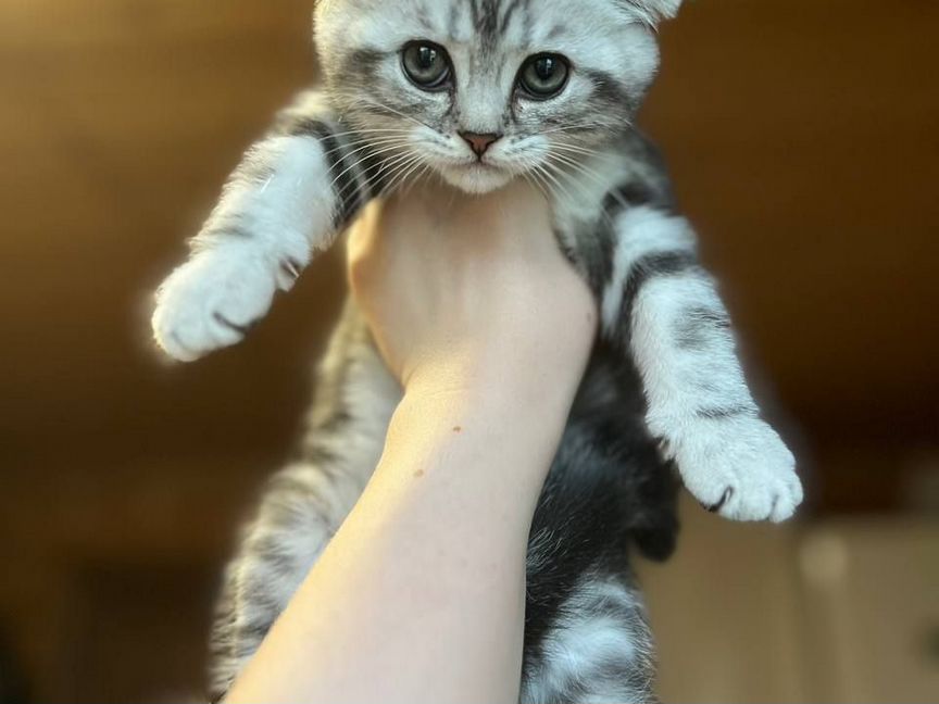 Бутовские нарядные котята вислоушки