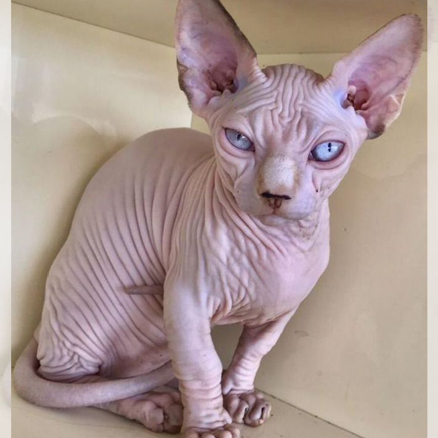 Девочки Бамбино Канада В разведение