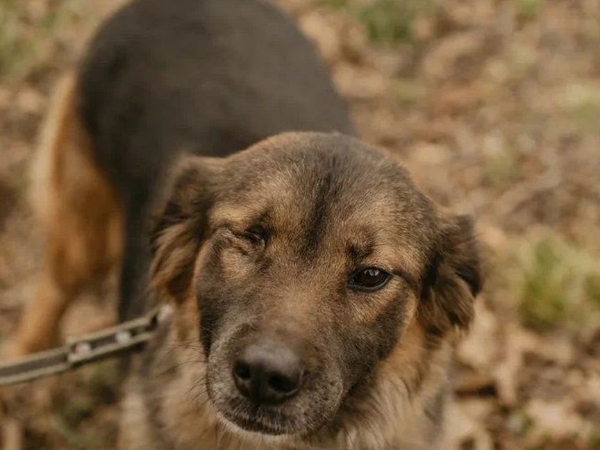 Фани из приюта Поводог в Сочи Отправка в любой гор