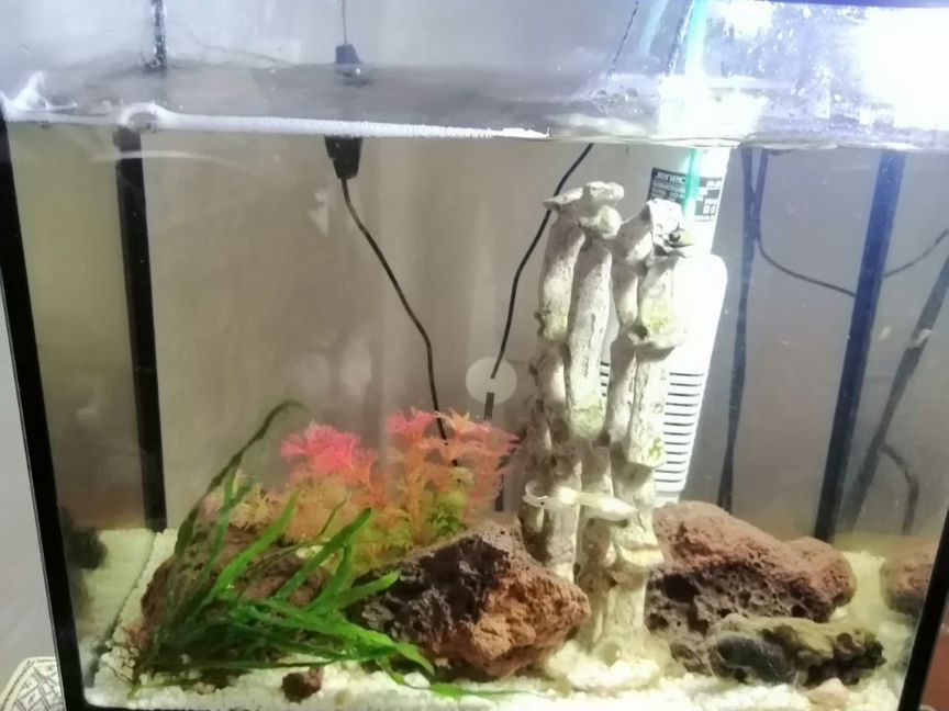 Аквариум с рыбками