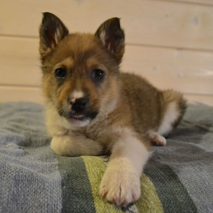 Щенки в добрые руки